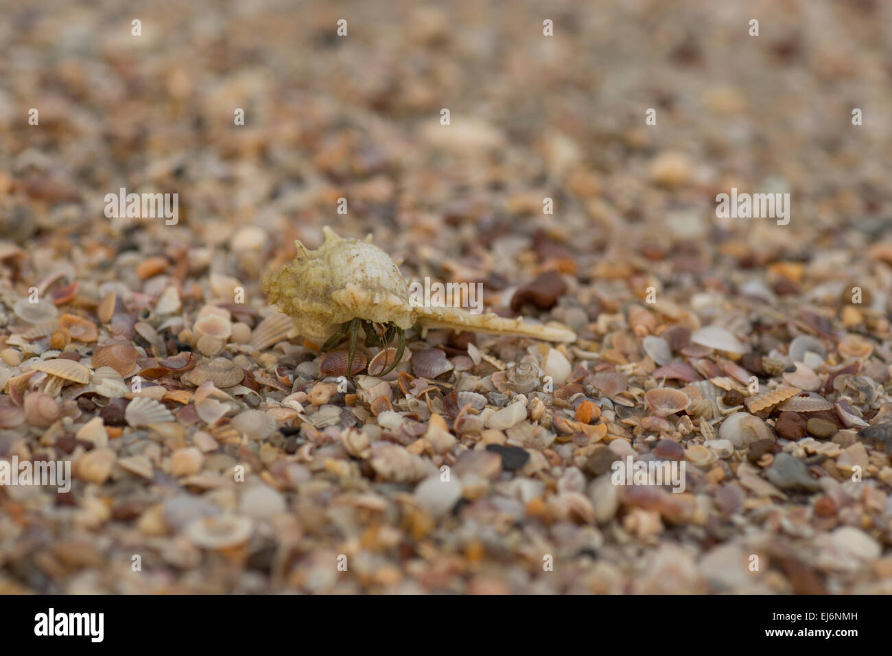 Broken crab shells hi-res stock photography and images - Alamy