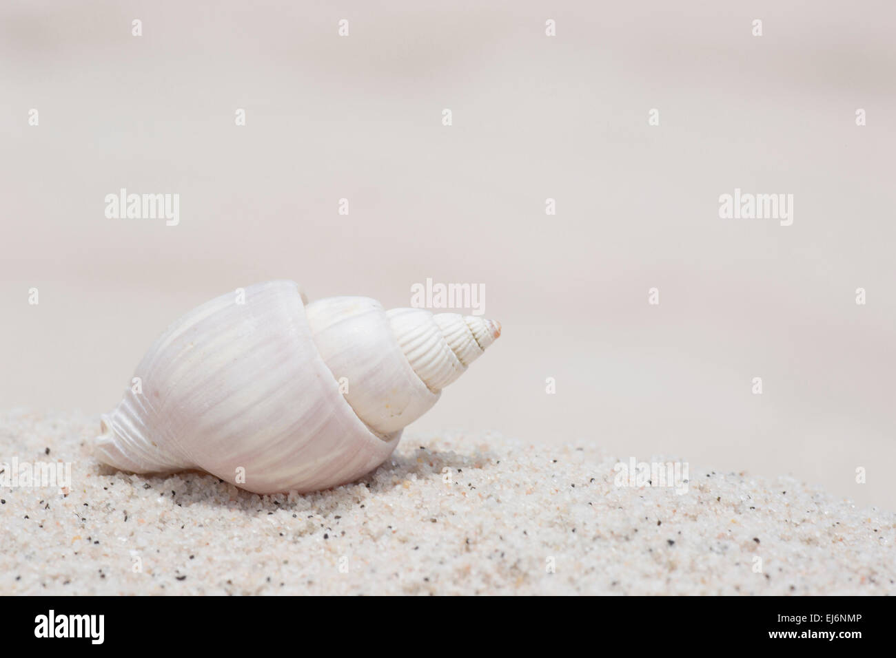 shell on white sandy beach Stock Photo - Alamy