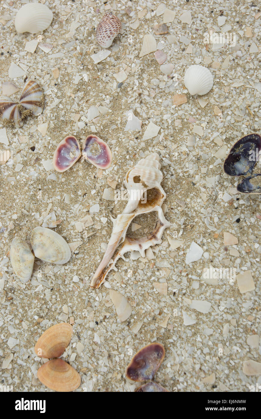 shells on beach Stock Photo - Alamy