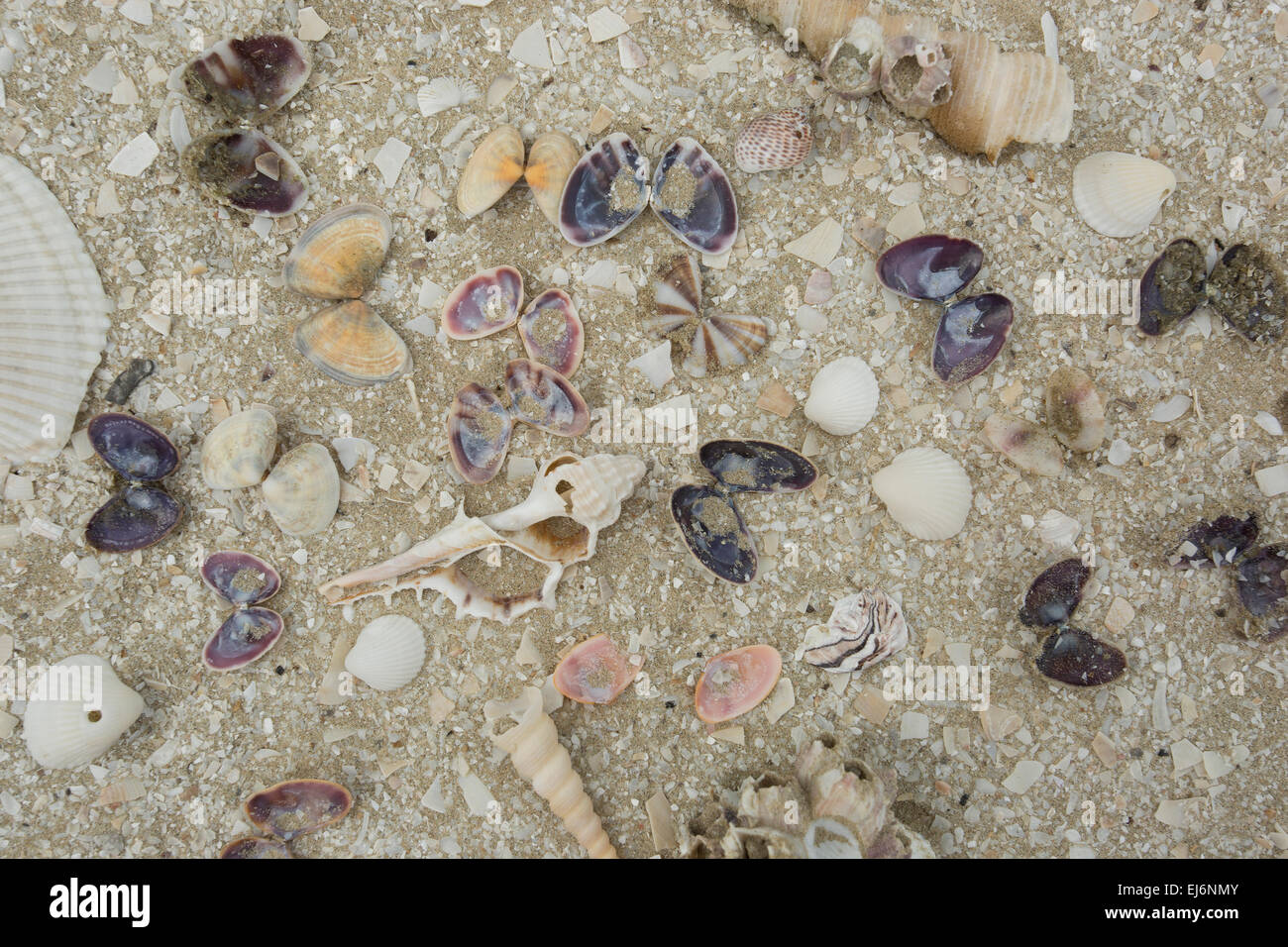 open shells on sandy beach Stock Photo - Alamy