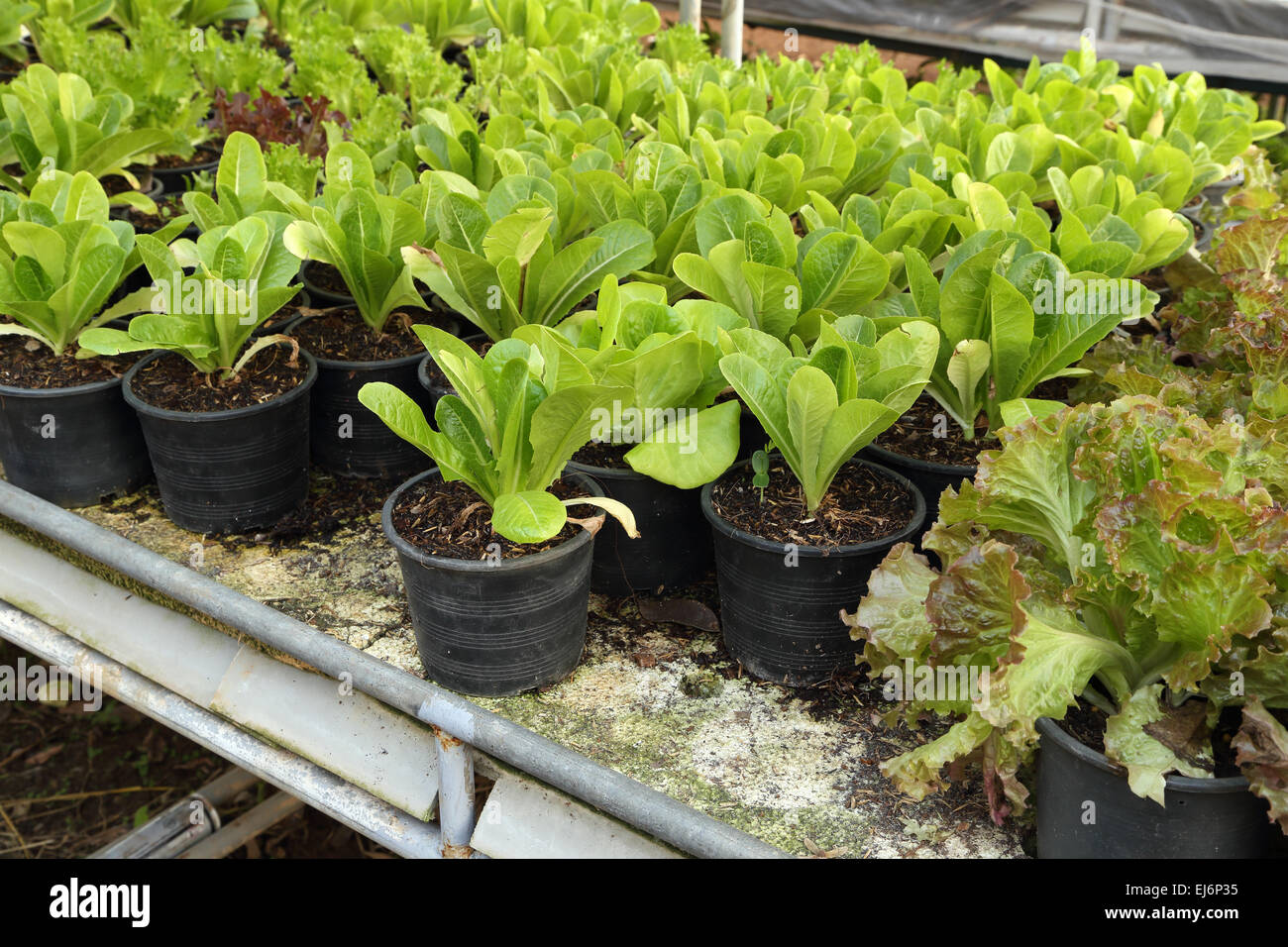 Agricultural butter culture hi-res stock photography and images - Alamy