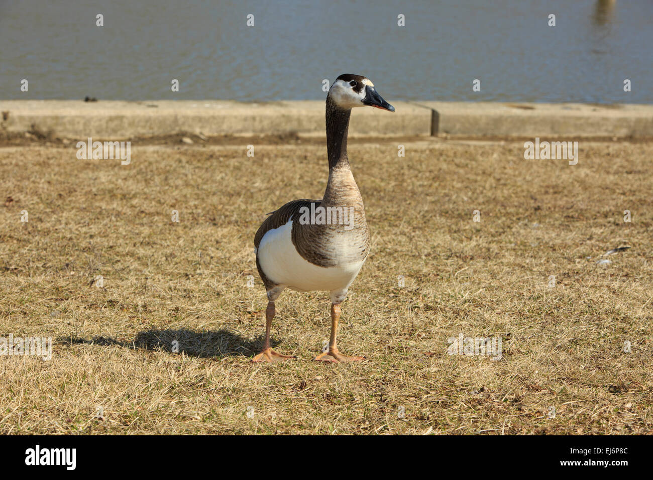 Hybrid of a Canada goose (Branta canadensis) and swan goose (Anser ...
