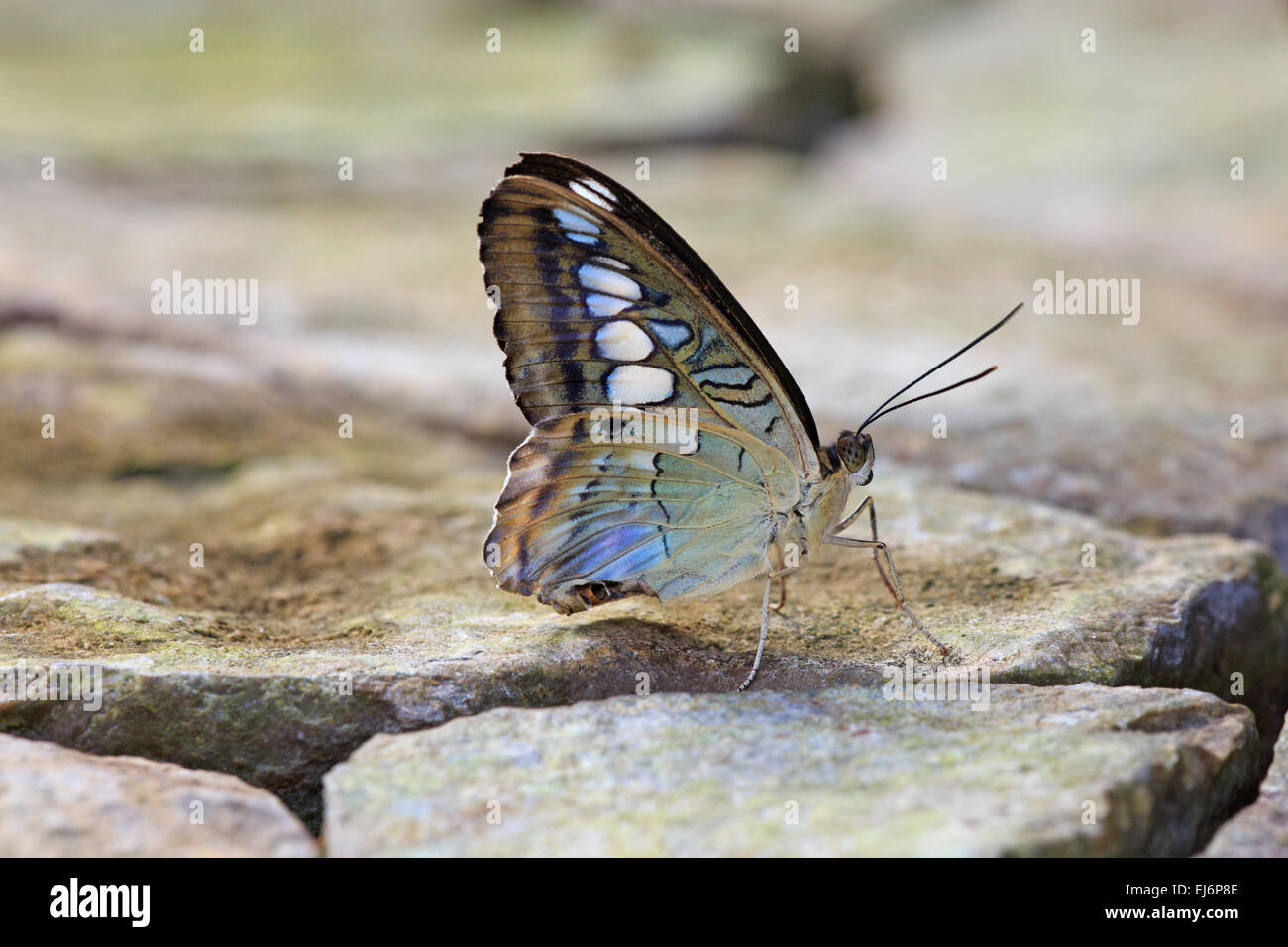 The Clipper (Parthenos sylvia) , side view of the underwing Stock Photo ...