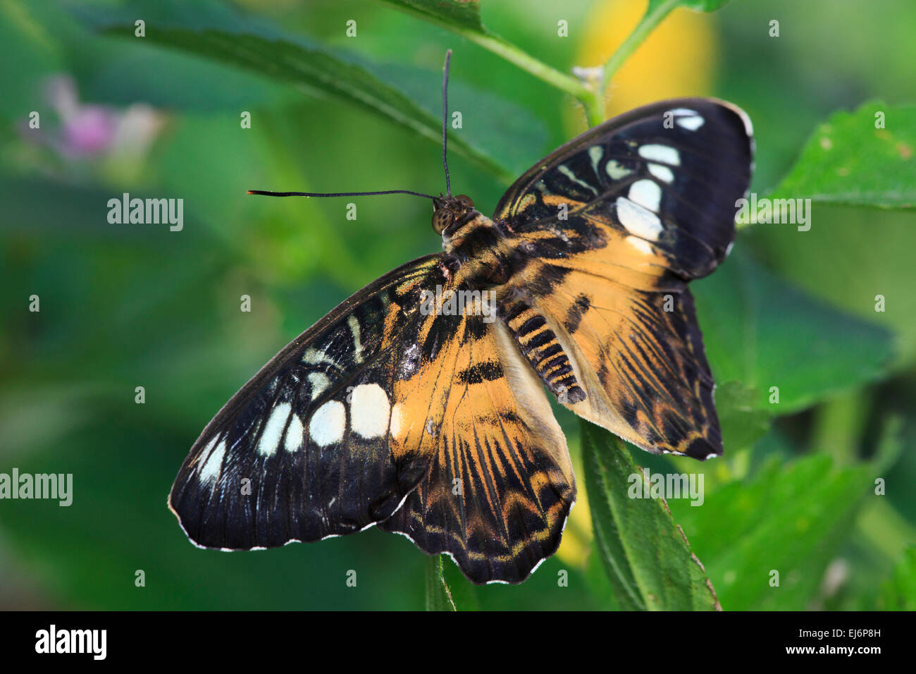 The Clipper (Parthenos sylvia) butterfly Stock Photo - Alamy