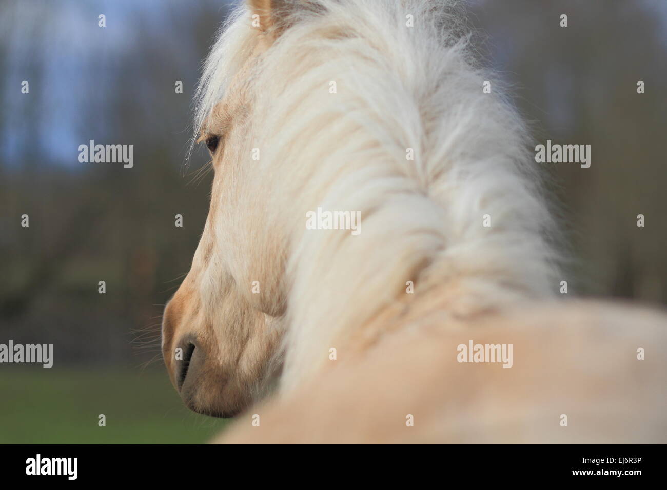 White Horse Pony Equestrian Portrait Stock Photo - Alamy