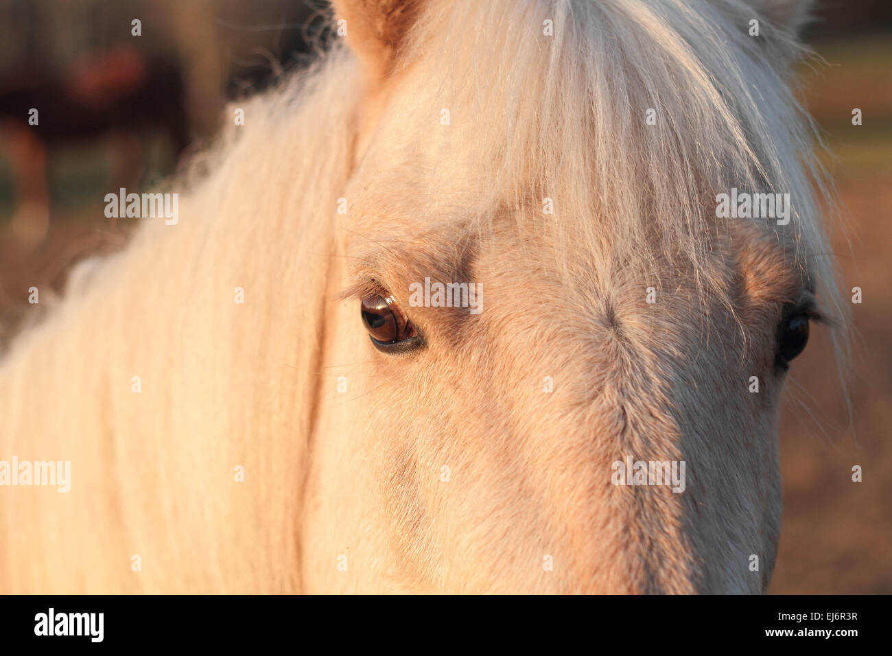 Closeup portrait young western hi-res stock photography and images - Alamy