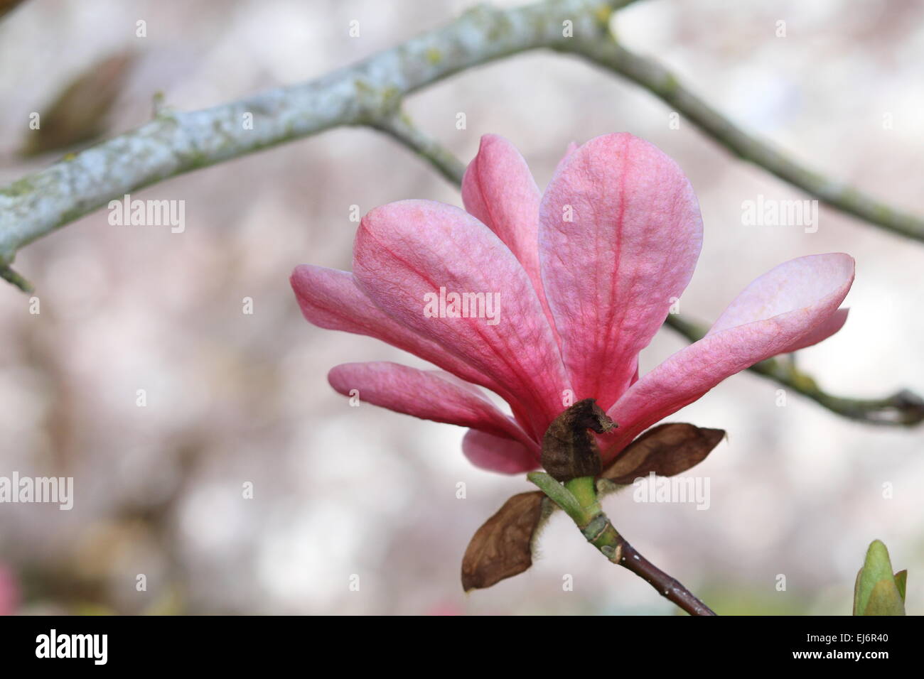 Flower pink magnolia spring season hi-res stock photography and images ...