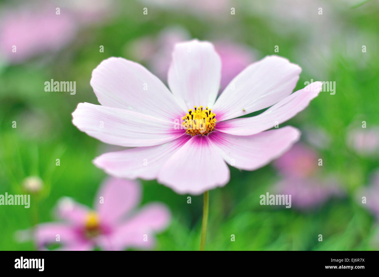 Pink cosmos flower with bokeh, soft tones Stock Photo - Alamy