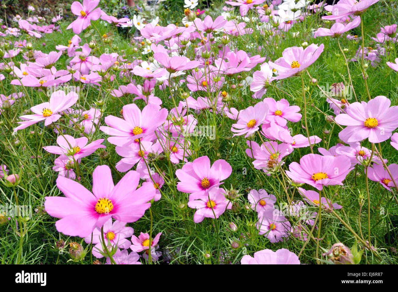White cosmos hi-res stock photography and images - Alamy
