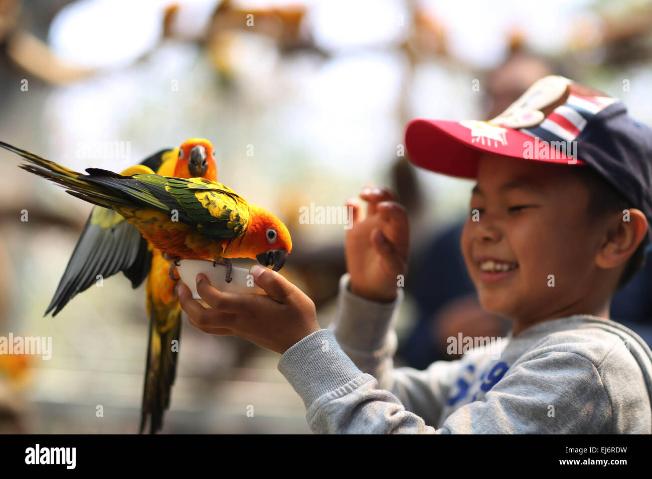 Parrots from africa hi-res stock photography and images - Alamy