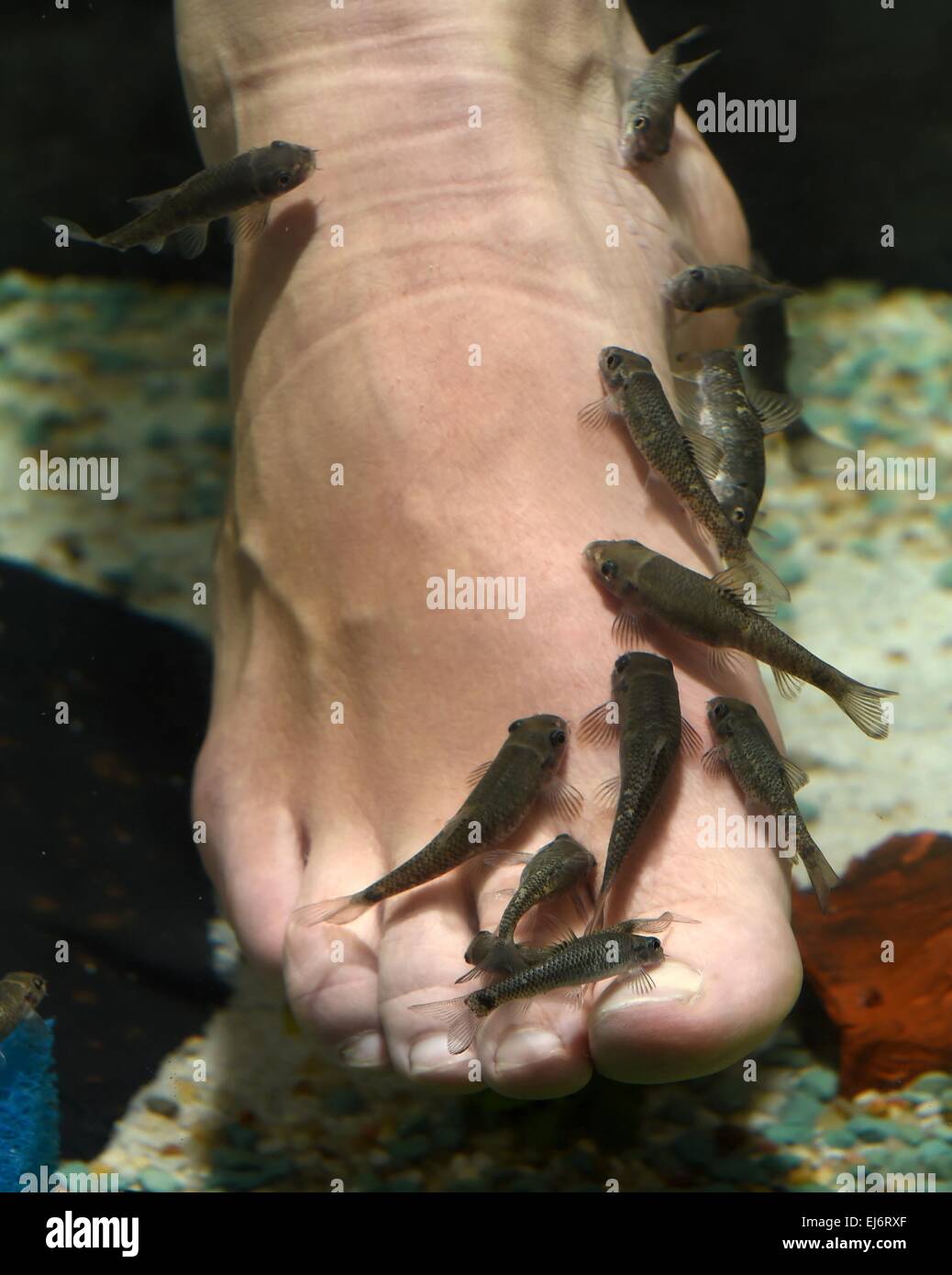 Fish pedicures hi-res stock photography and images - Alamy