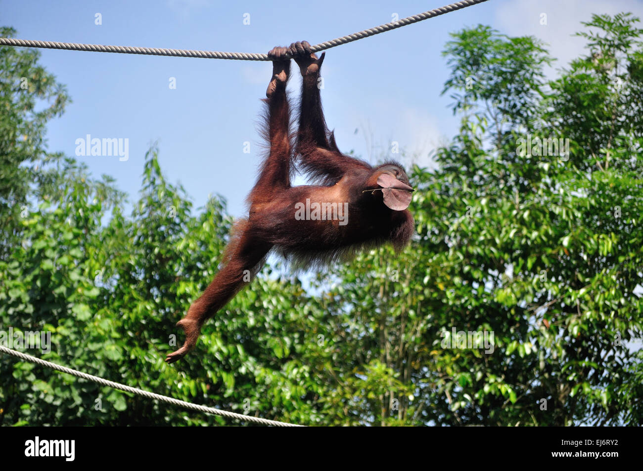 Swinging primate hi-res stock photography and images - Alamy