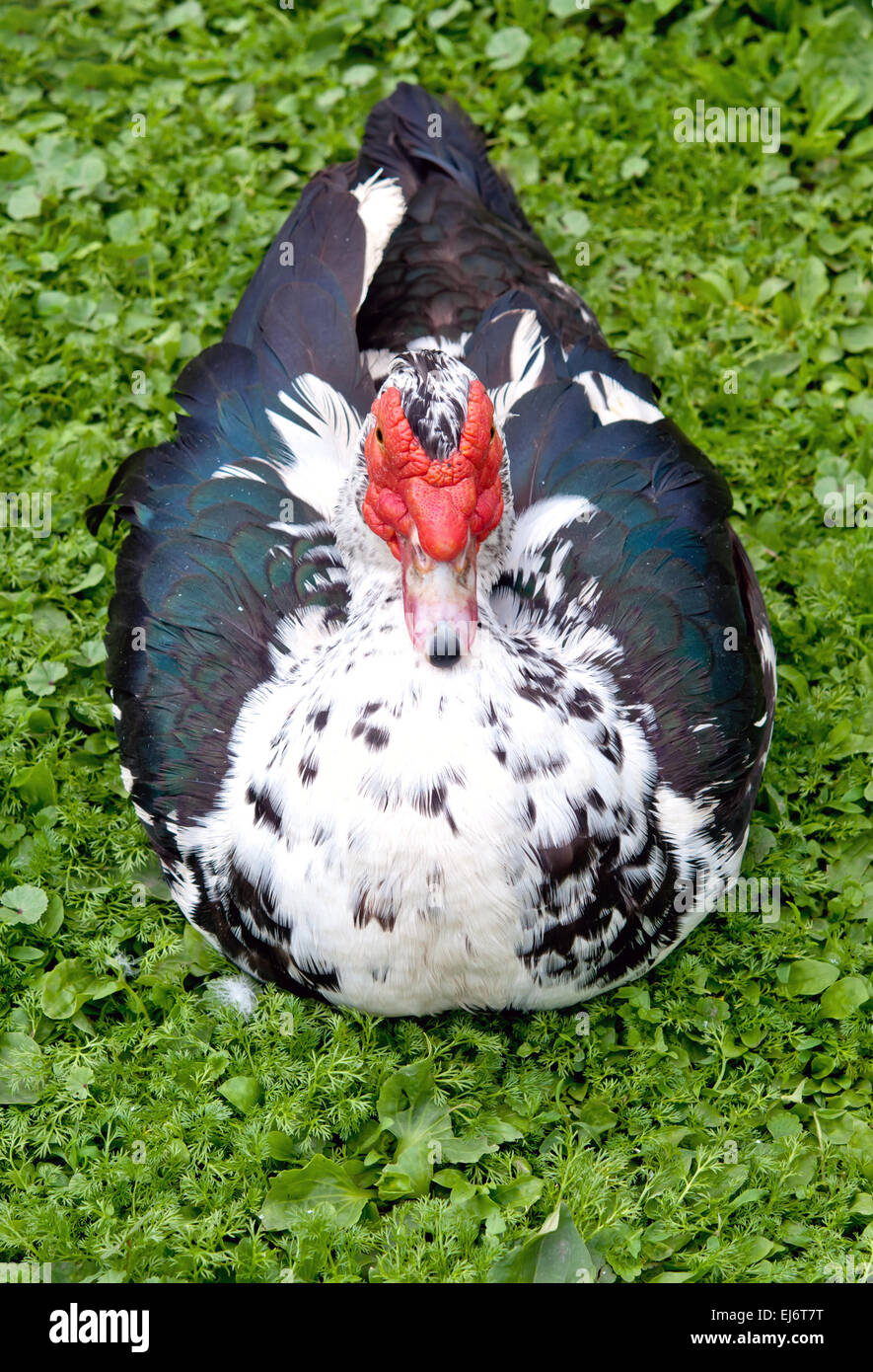 big muscovy duck close up Stock Photo - Alamy