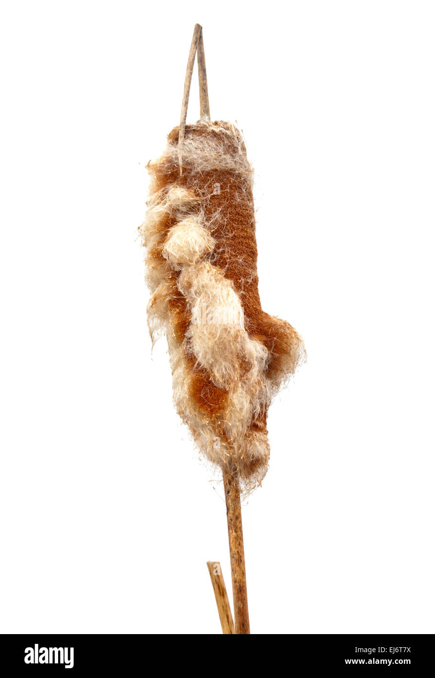 brown reed, isolated on white Stock Photo - Alamy