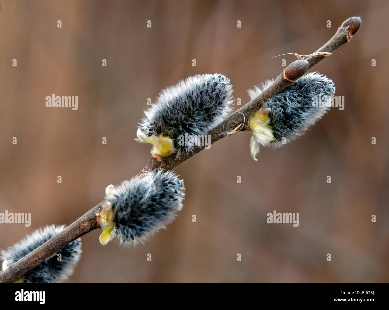 tree buds in spring Stock Photo - Alamy