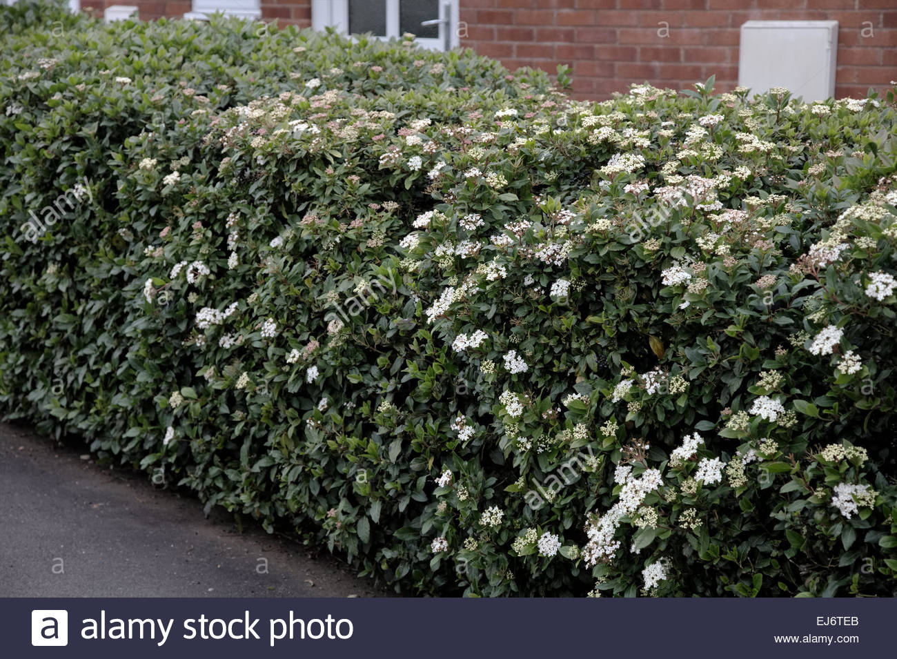 Viburnum Tinus Hedge Stock Photos & Viburnum Tinus Hedge Stock Images ...