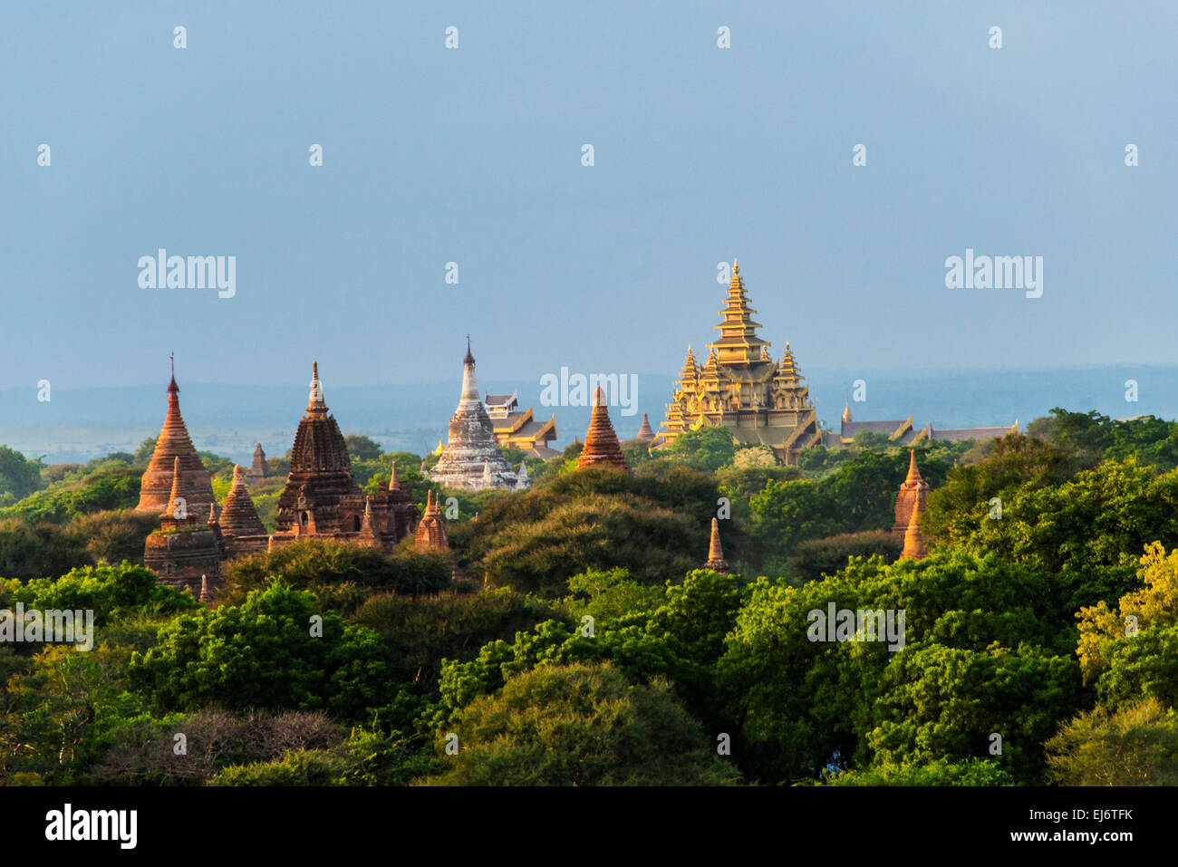 Jungle jungle forest hi-res stock photography and images - Alamy