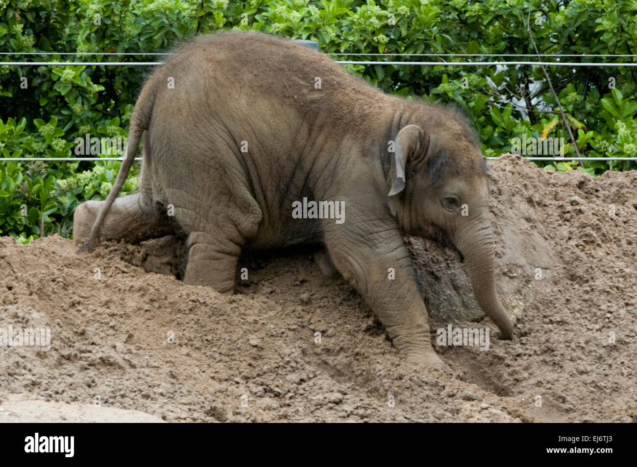 'Mali' nine month old baby female asian elephant on show with mother ...