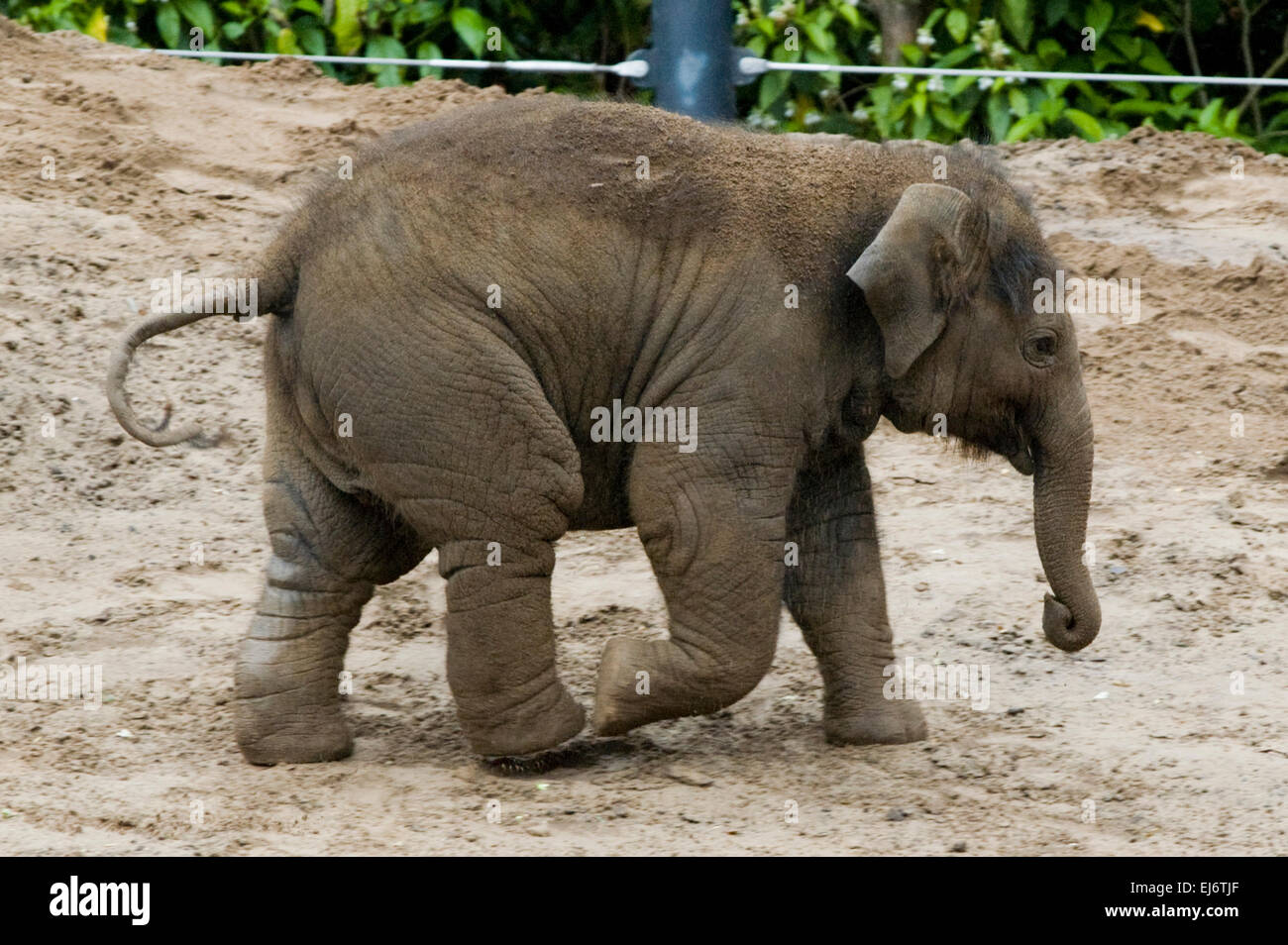 'Mali' nine month old baby female asian elephant on show at melbourne ...