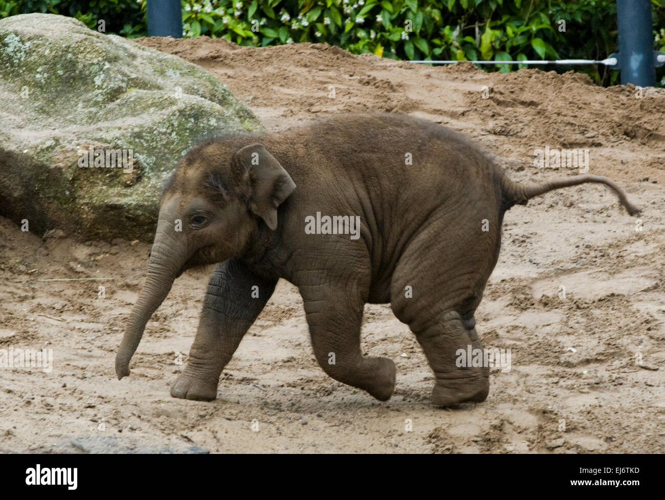 'Mali' nine month old baby female asian elephant on show with mother ...