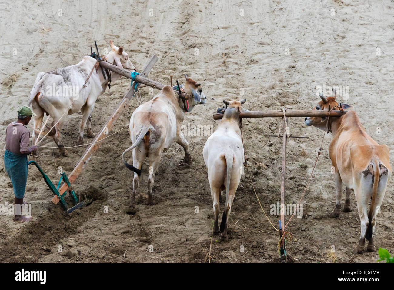 Farmer plowing with humped cattle on farmland, Bagan, Mandalay Region ...