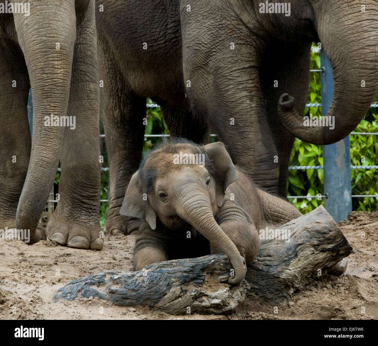 'Mali' nine month old baby female asian elephant on show with herd at ...