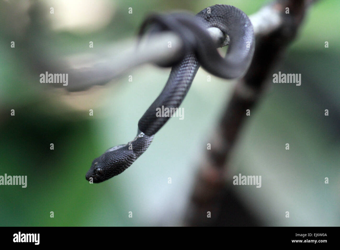 Bintan, Riau Islands, Indonesia. 21st Mar, 2015. BINTAN, INDONESIA ...