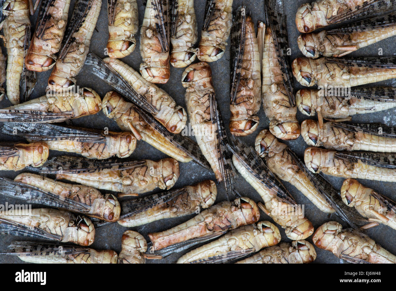 Edible insects hi-res stock photography and images - Alamy