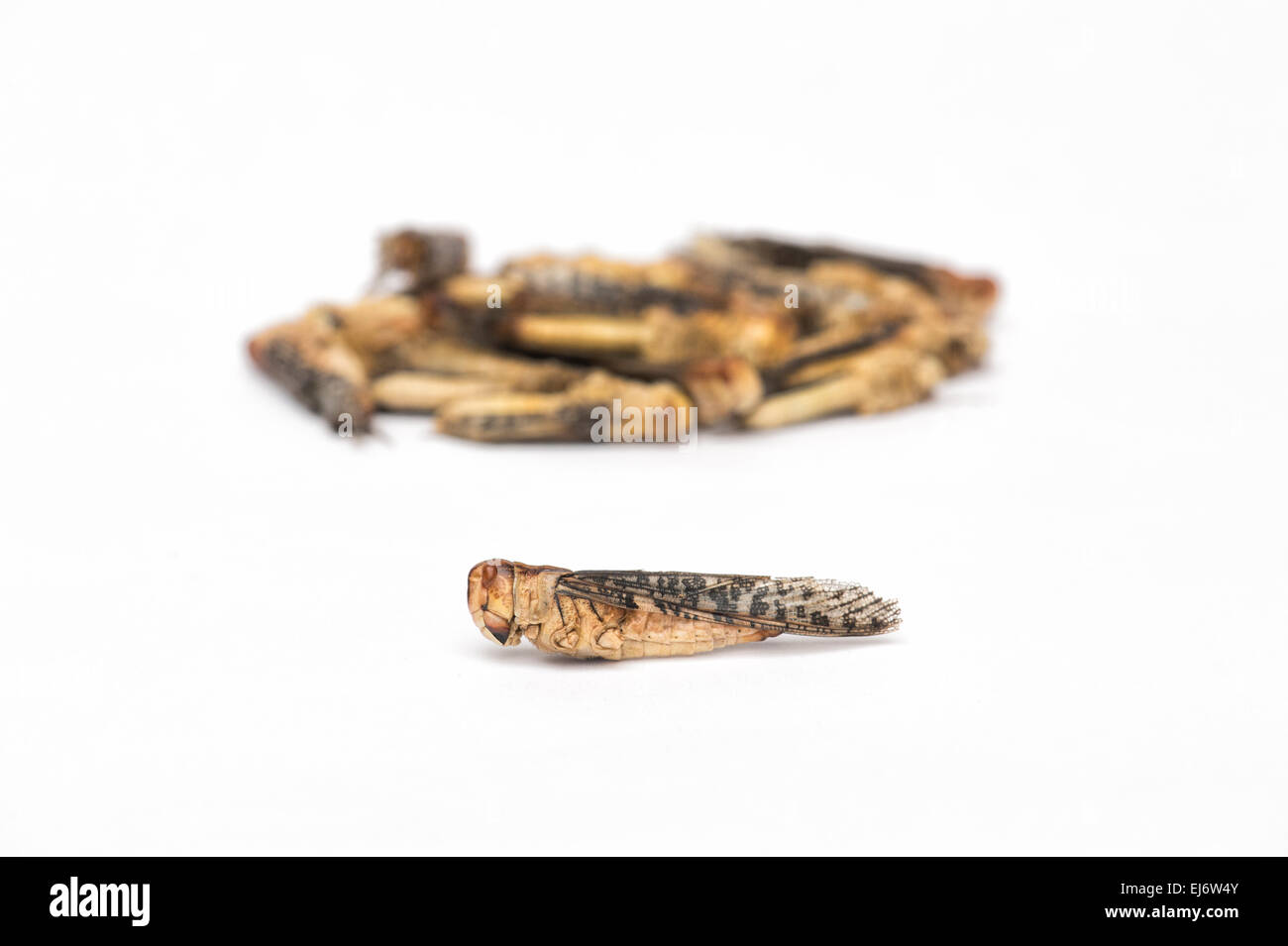Edible insects. Grasshoppers on white background. Food of the future ...