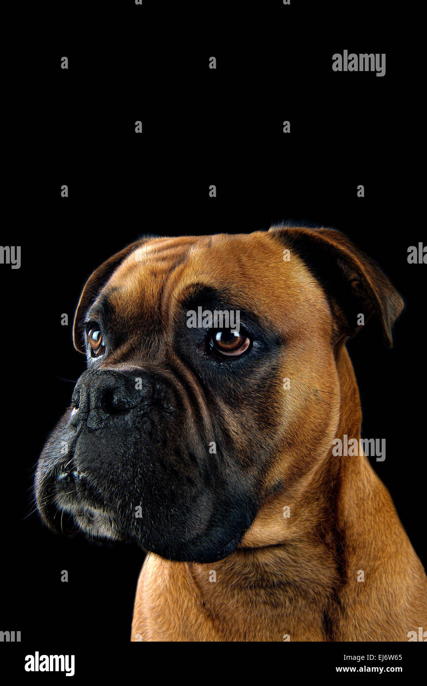 Beautiful portrait of a boxer dog on black background Stock Photo - Alamy