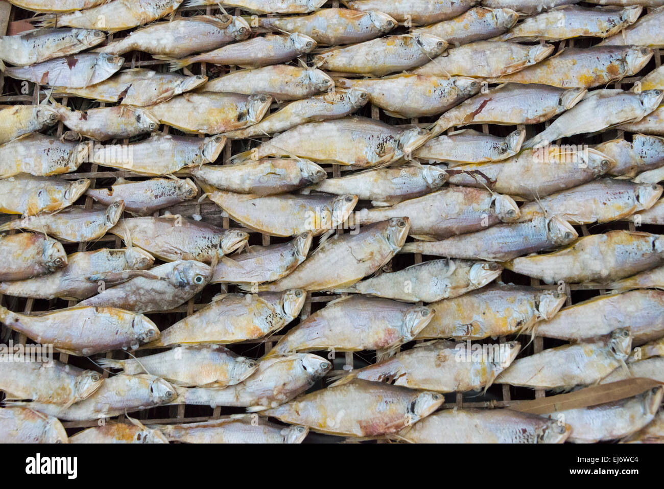 Drying fish, Sittwe, Rakhine State, Myanmar Stock Photo - Alamy