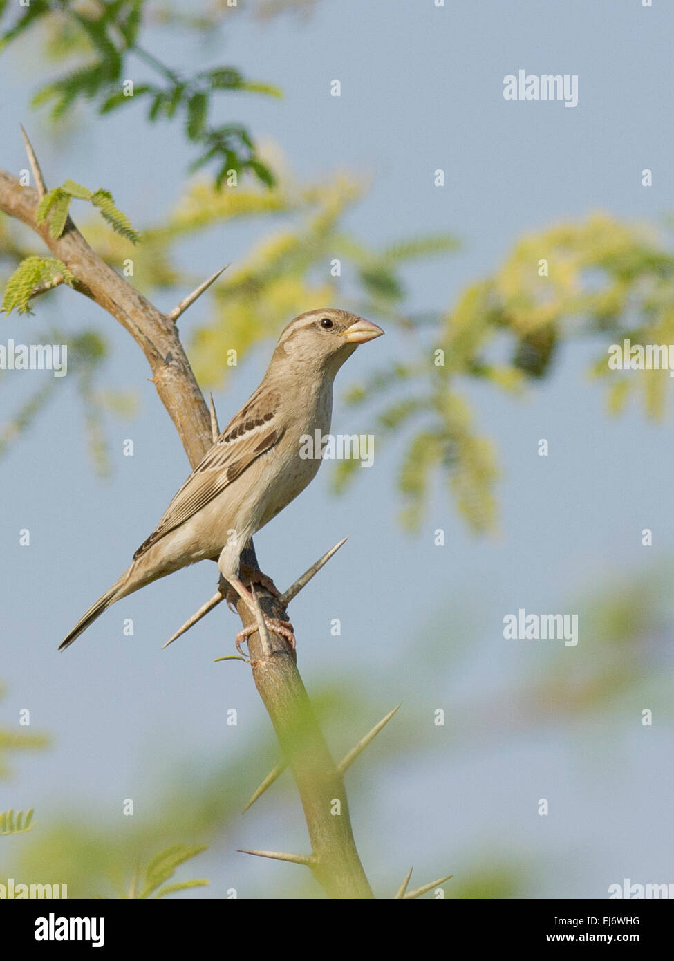 Female House sparrow (Passer domesticus Stock Photo - Alamy