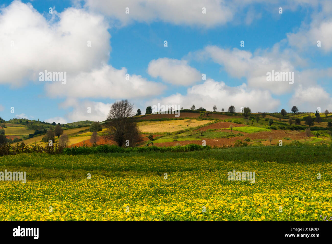 Mustard yellow field hi-res stock photography and images - Alamy