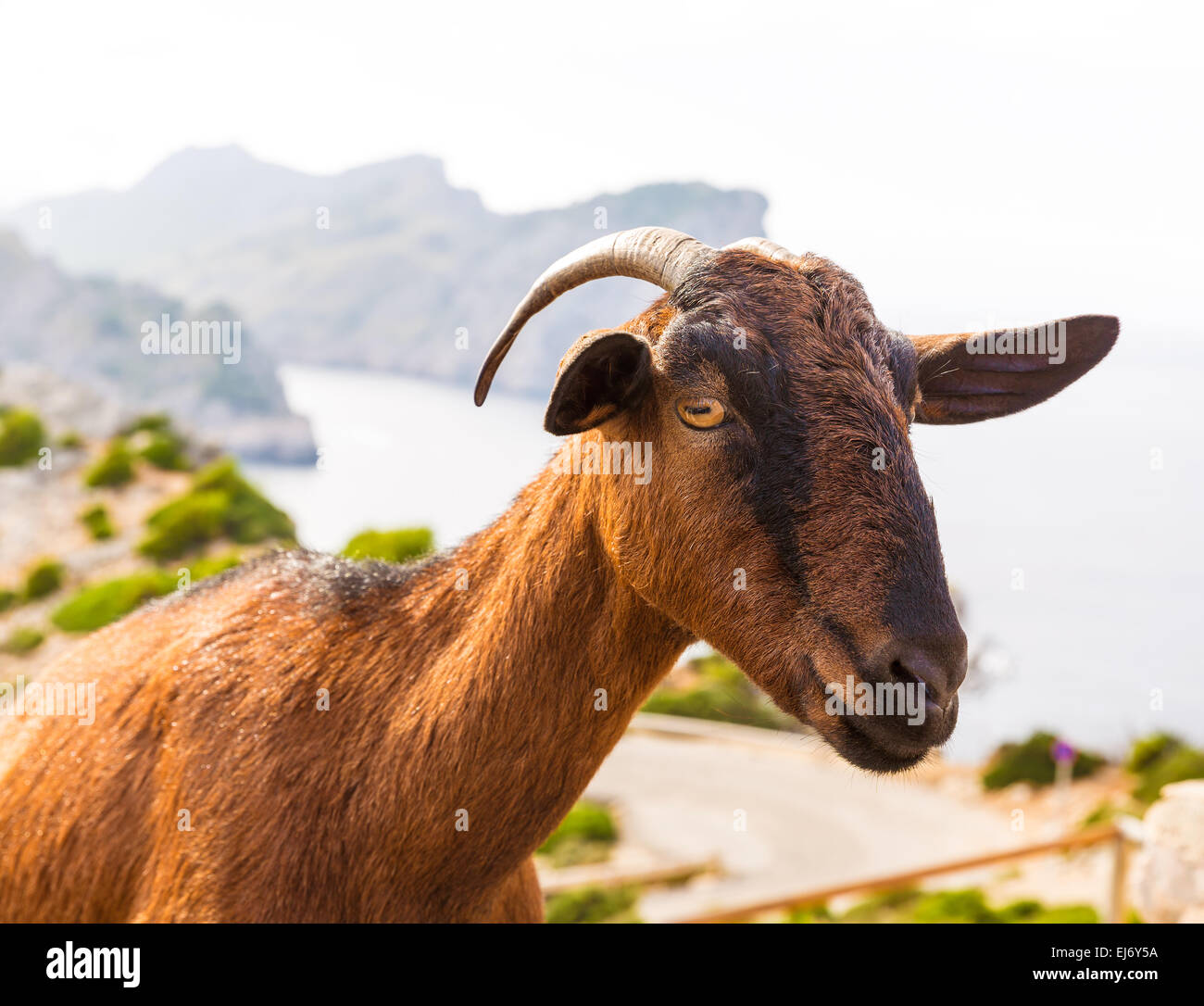 Majorca goat in Formentor Cape Lighthouse at Mallorca Stock Photo - Alamy