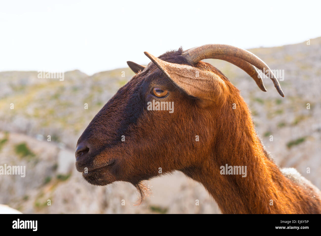 Majorca goat in Formentor Cape Lighthouse at Mallorca Stock Photo - Alamy