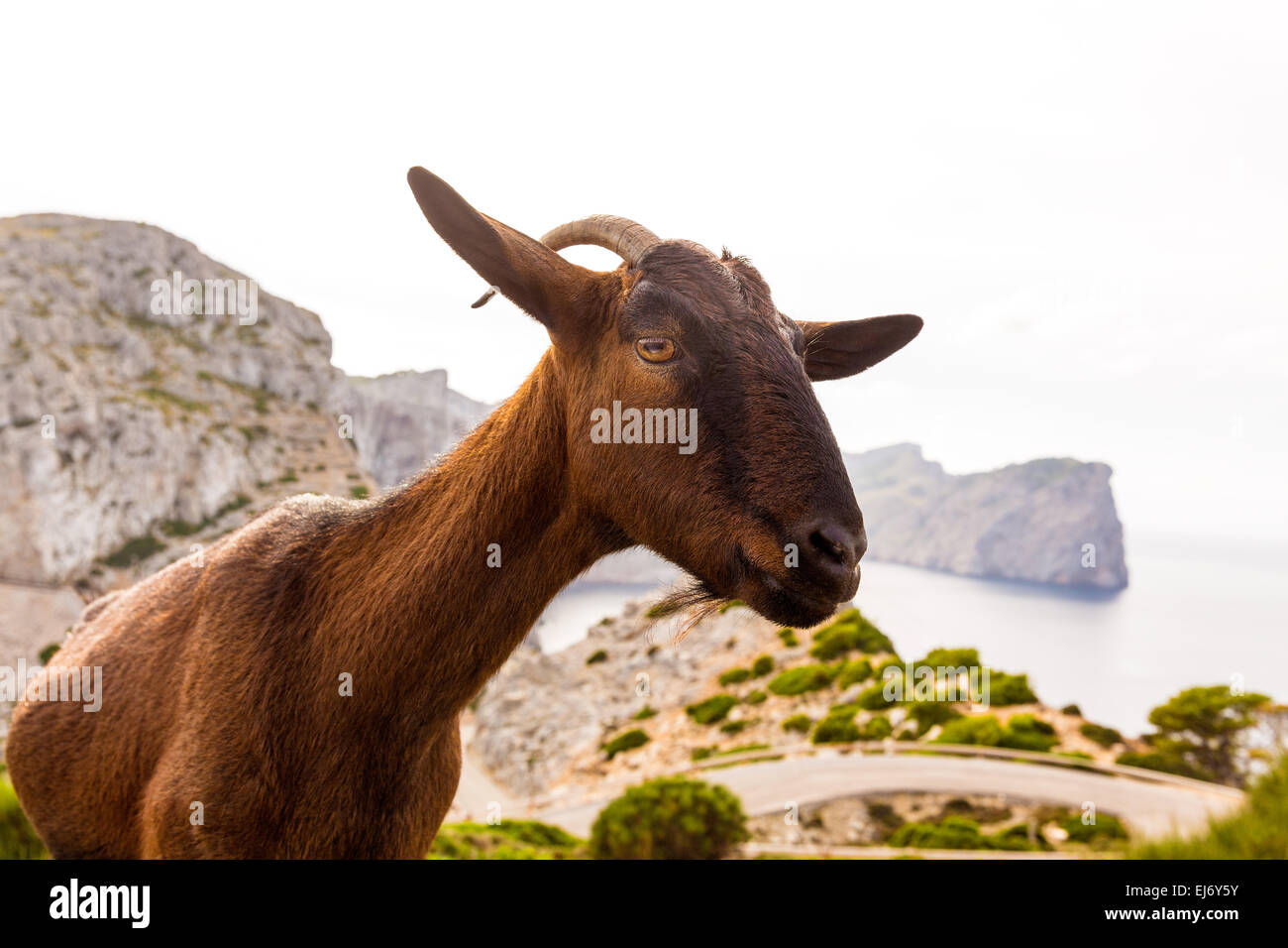 Majorca goat in Formentor Cape Lighthouse at Mallorca Stock Photo - Alamy