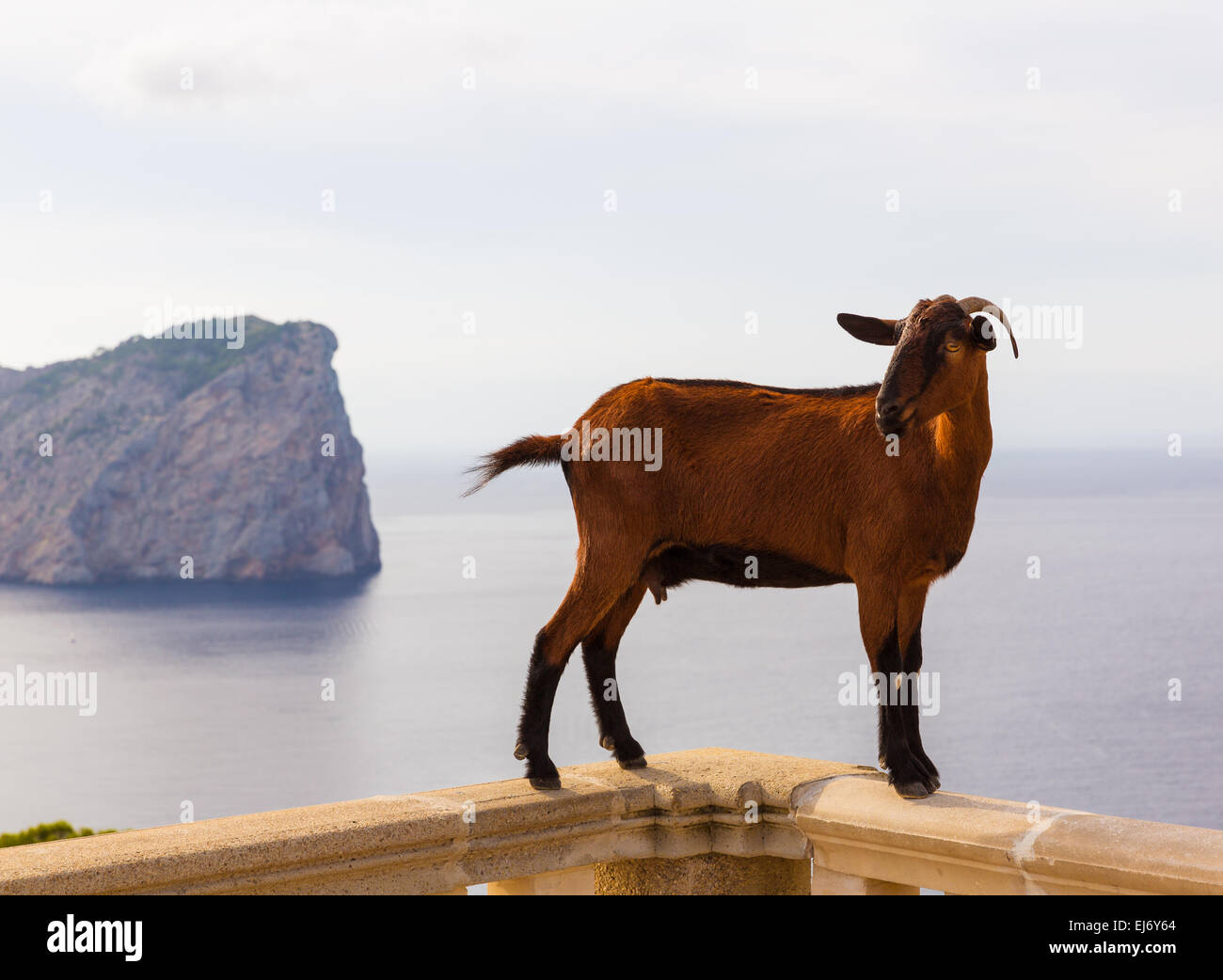 Majorca goat in Formentor Cape Lighthouse at Mallorca Stock Photo - Alamy
