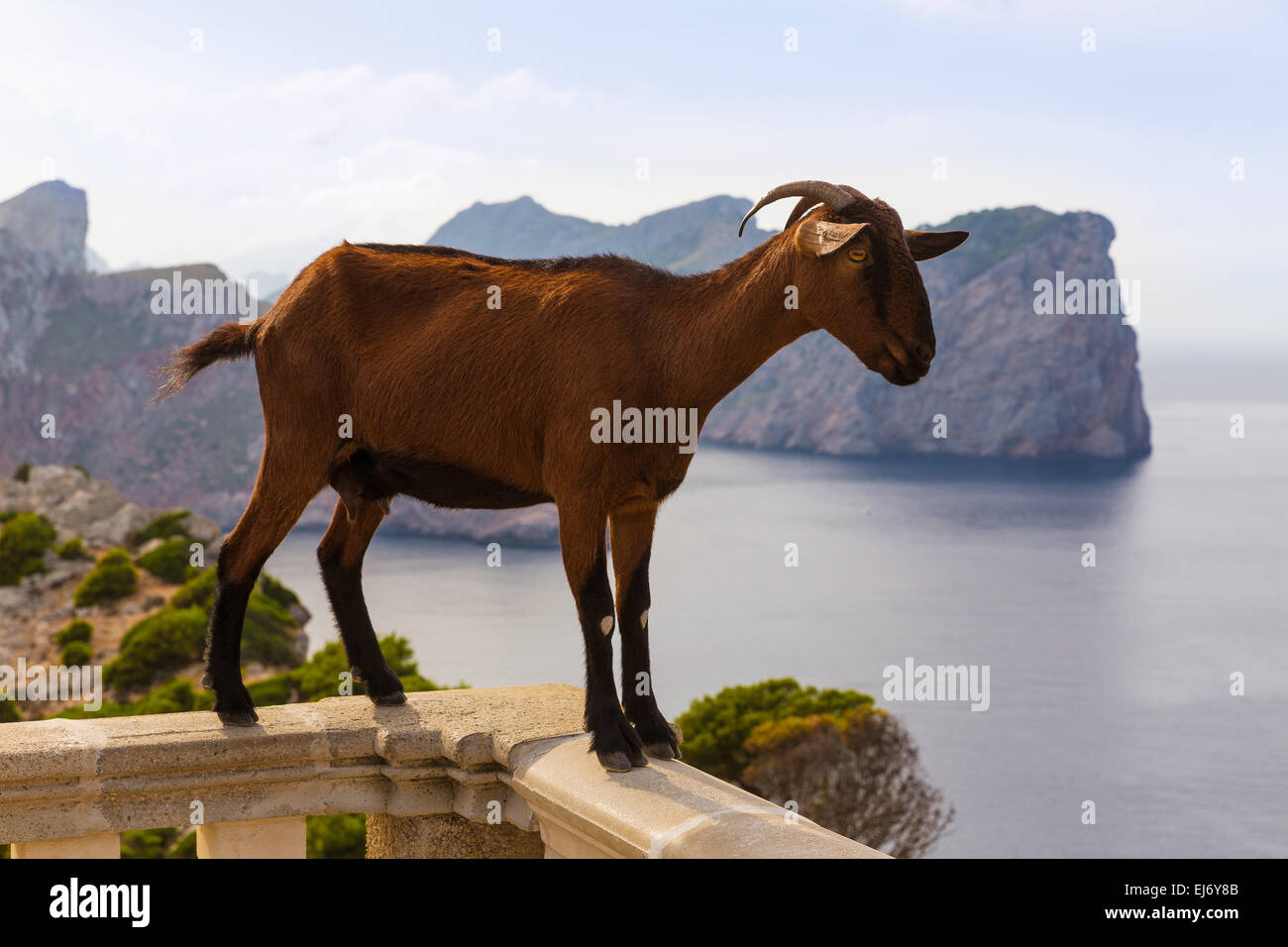 Majorca goat in Formentor Cape Lighthouse at Mallorca Stock Photo - Alamy