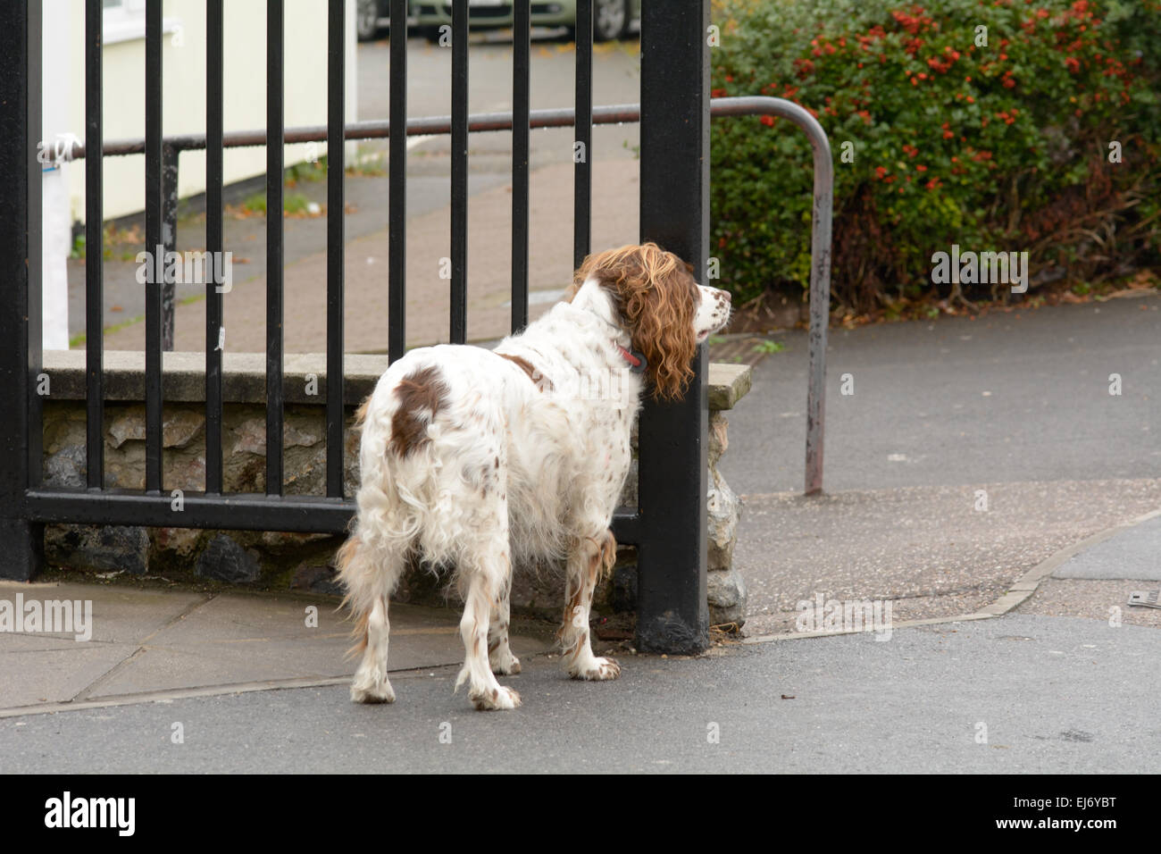 Springer spaniel and owner hi-res stock photography and images - Alamy
