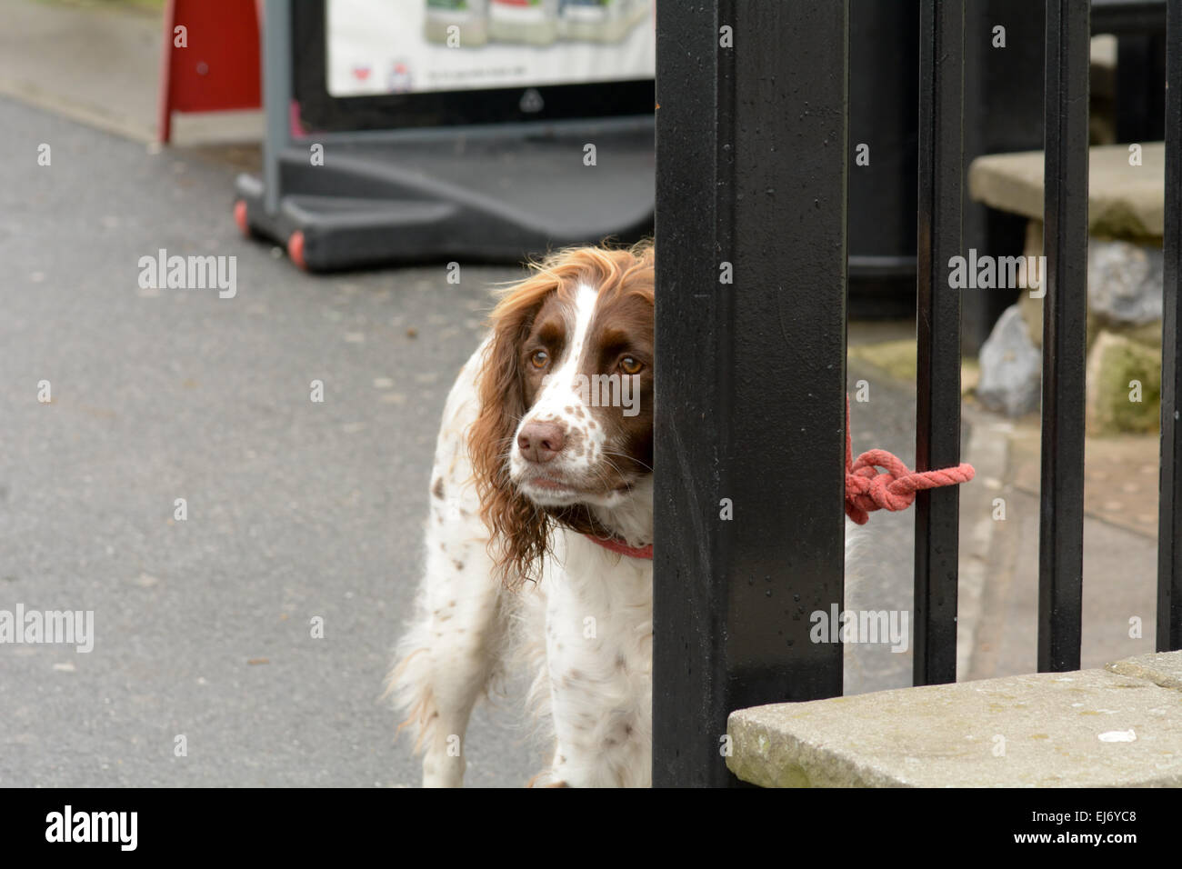 Springer spaniel and owner hi-res stock photography and images - Alamy