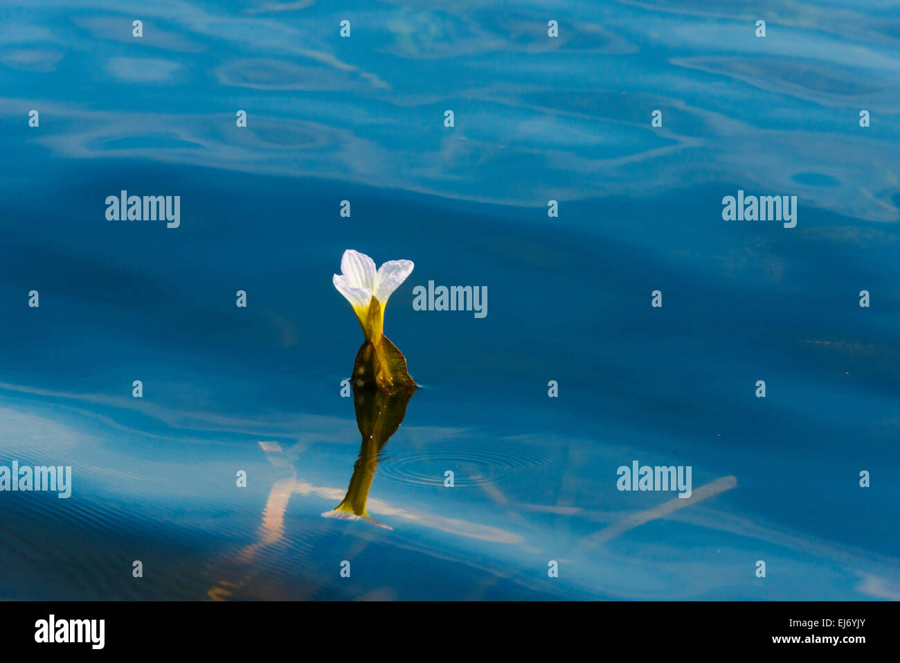 Water plant with white flowers, Inle Lake, Shan State, Myanmar Stock ...