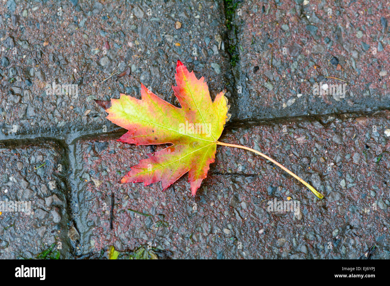 Vibrant colorful sycamore tree leaf on ground in autumn Stock Photo - Alamy