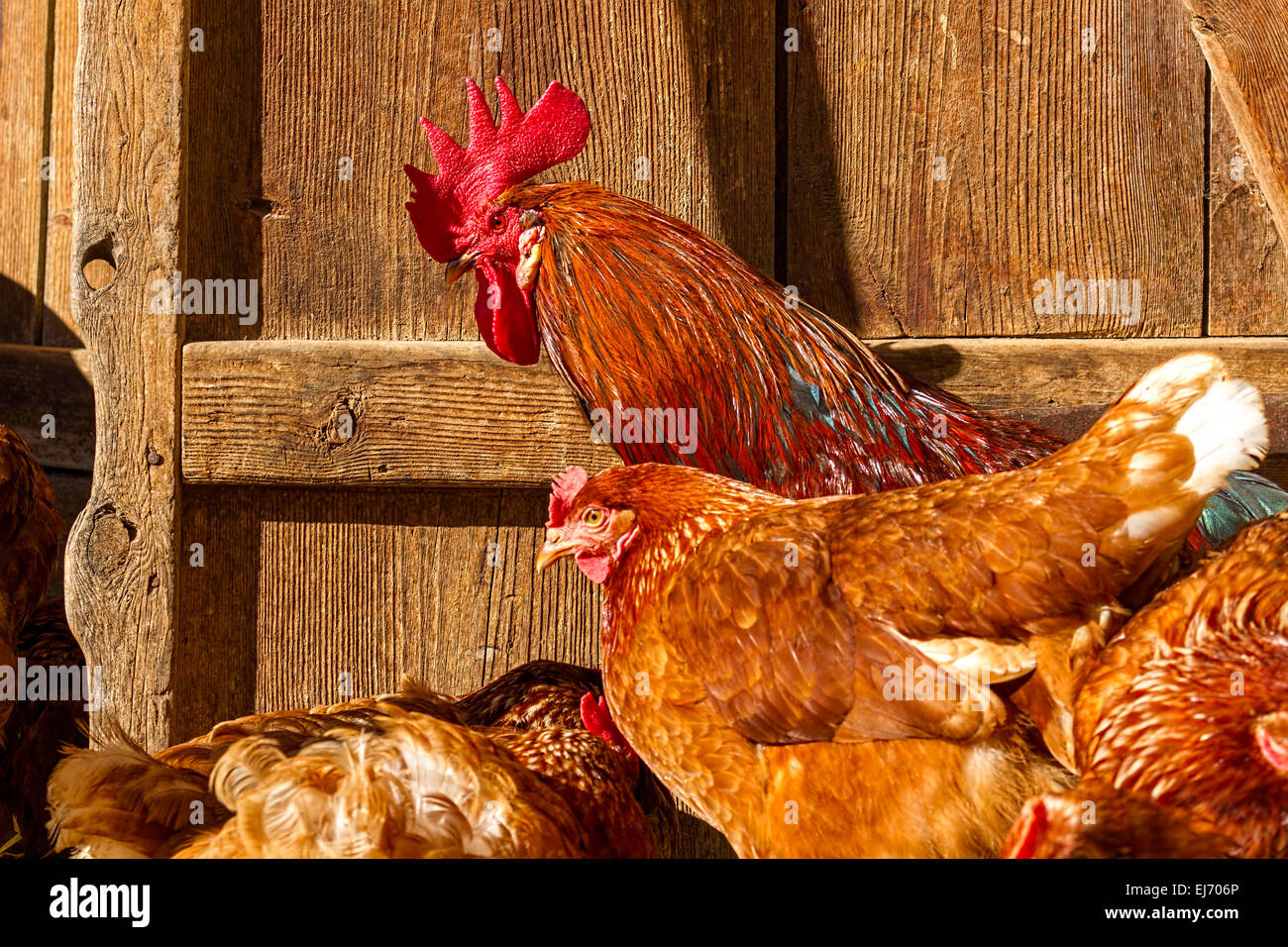 Close up portrait rooster hi-res stock photography and images - Alamy