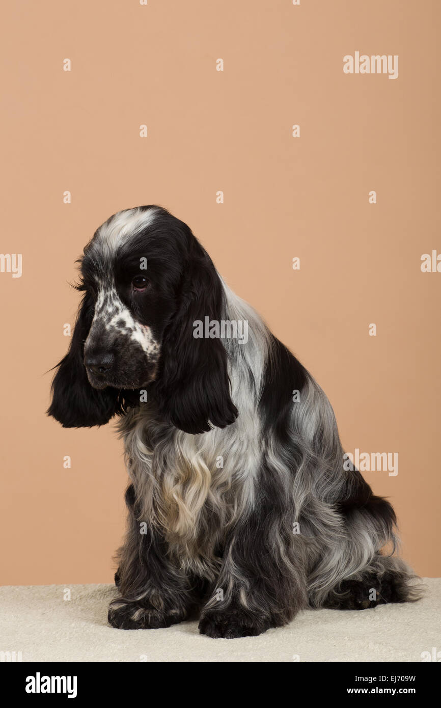 portrait of english cocker spaniel, european champion, breeding station ...
