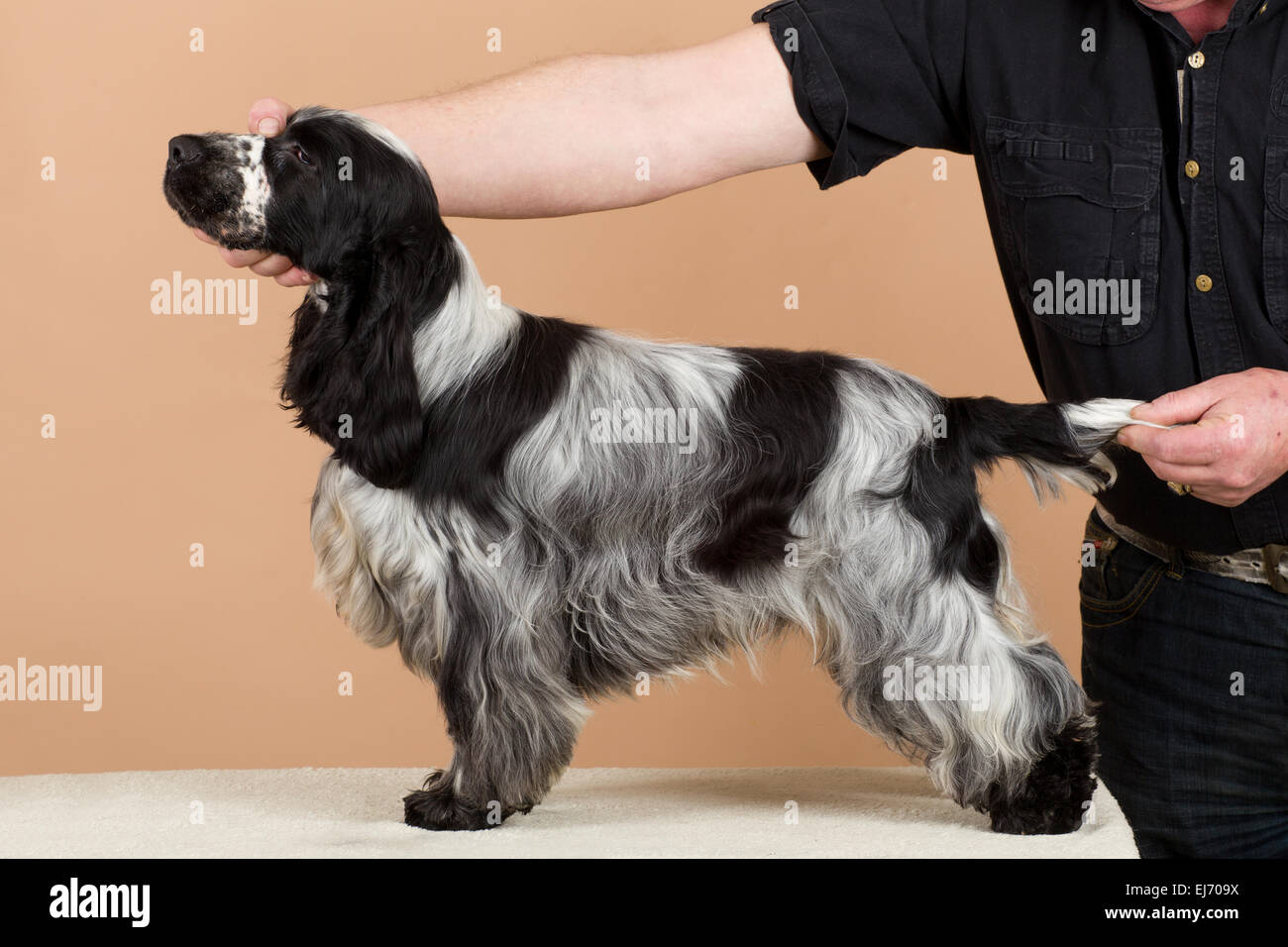 exhibition training of english cocker spaniel, european champion ...