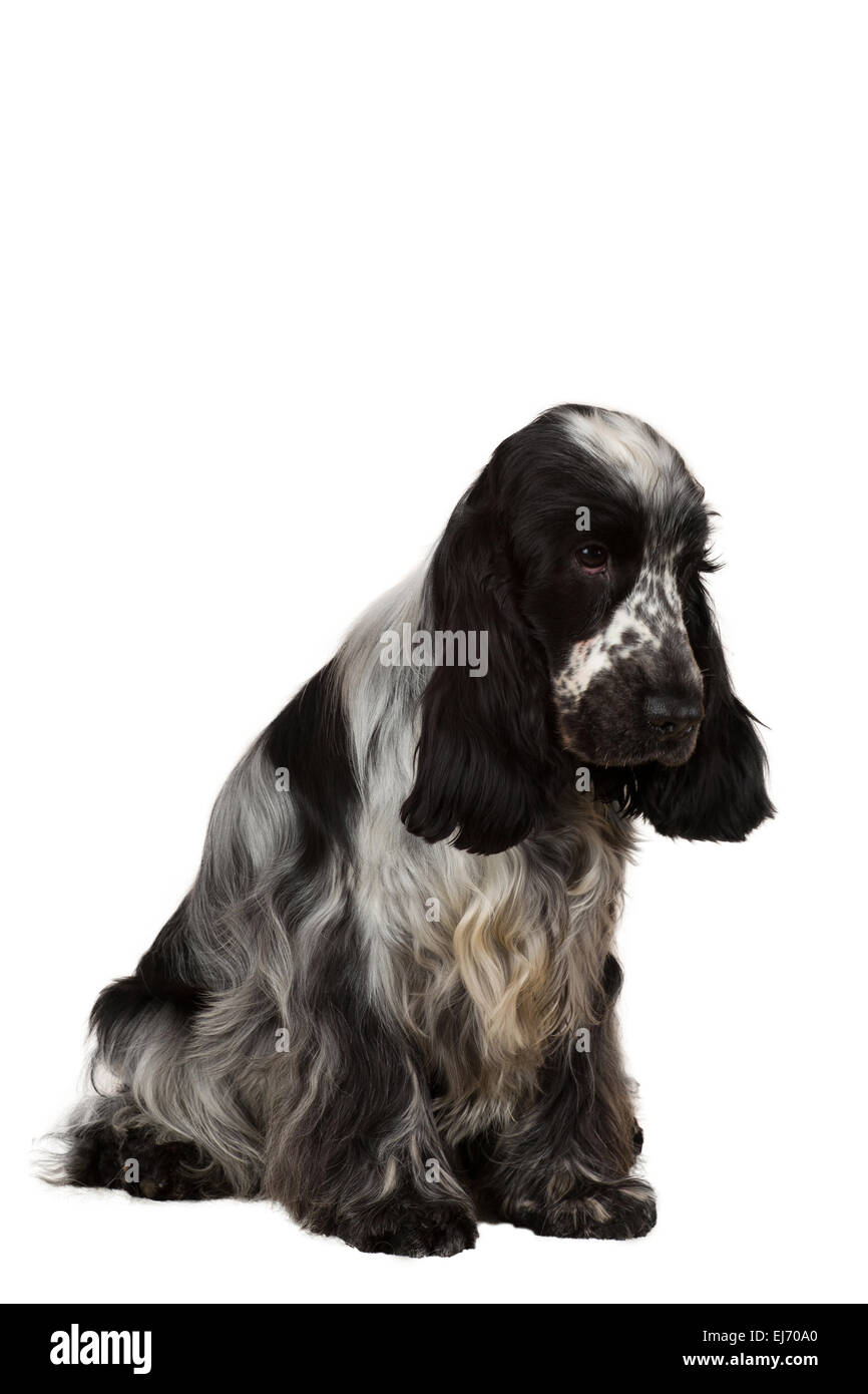 isolated portrait of english cocker spaniel, european champion ...