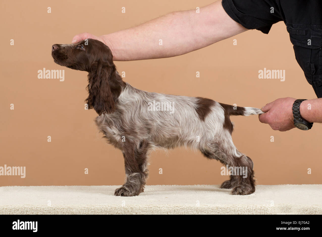 exhibition training of english cocker spaniel, european champion ...