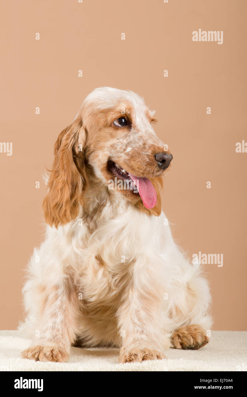 portrait of english cocker spaniel, european champion, breeding station ...