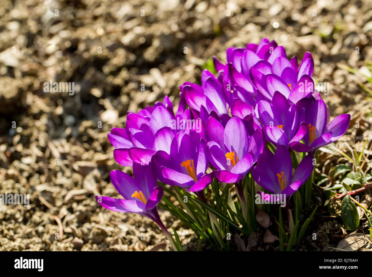 Firts flowers hi-res stock photography and images - Alamy