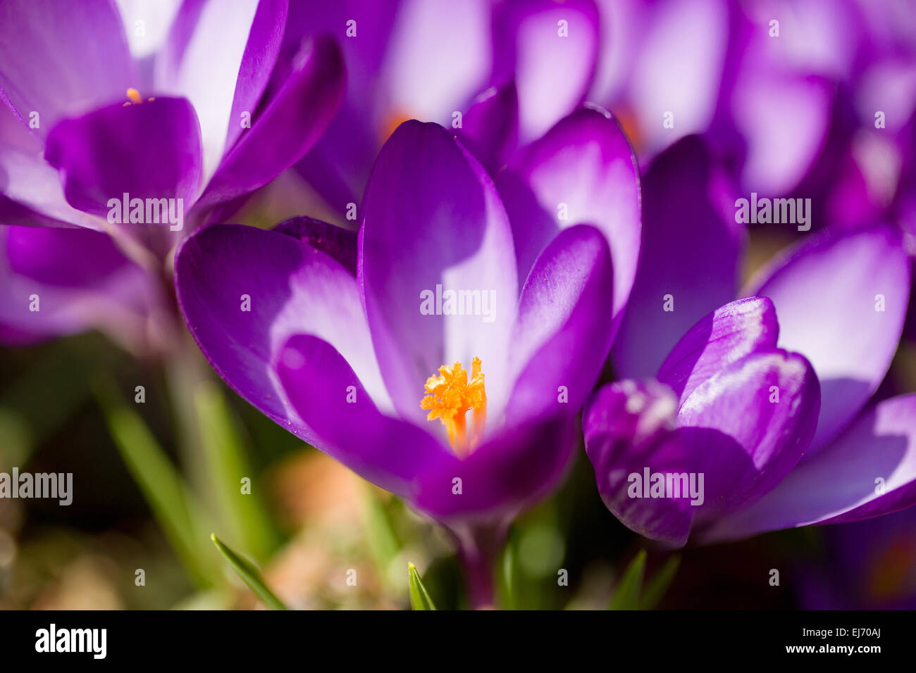 macro of one of the first spring flowers in spring garden Stock Photo ...